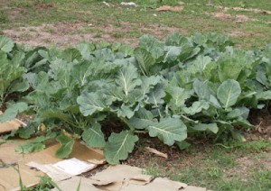 Survival Crop: Collards | The Survival Gardener