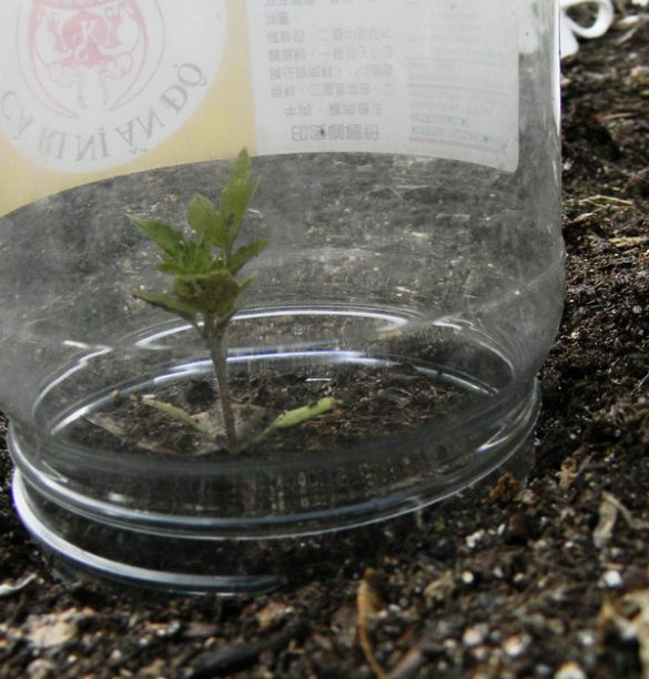 Protecting tomatoes from frost | The Survival Gardener