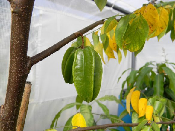 Growing Starfruit in North Florida | The Survival Gardener