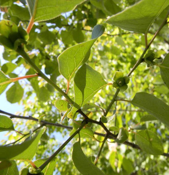 Florida Garden Consulting: Help My Homestead! | The Survival Gardener