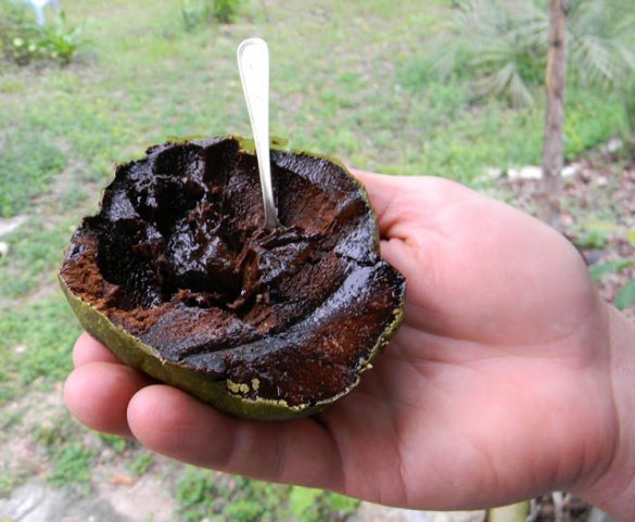 Can You Grow Black Sapote From Seed... and will it make GOOD fruit?? | The Survival Gardener