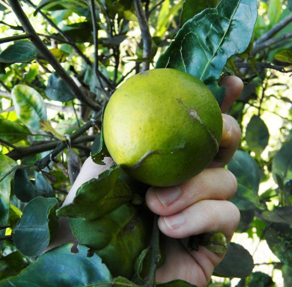 Prevent Citrus Greening With A Citrus Tree Guild? | The Survival Gardener