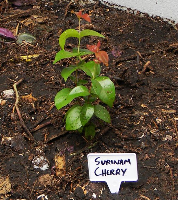 Surinam Cherry: An Excellent Fruit | The Survival Gardener