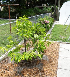Chocolate Pudding Fruit Tree Five Years After Planting | The Survival ...