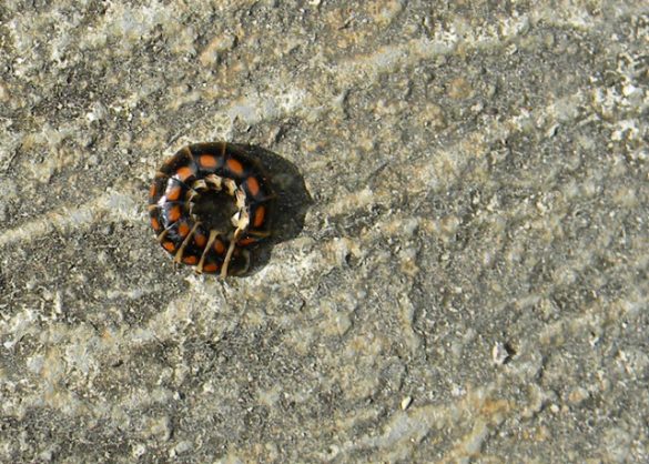 The Railroad Worm | The Survival Gardener