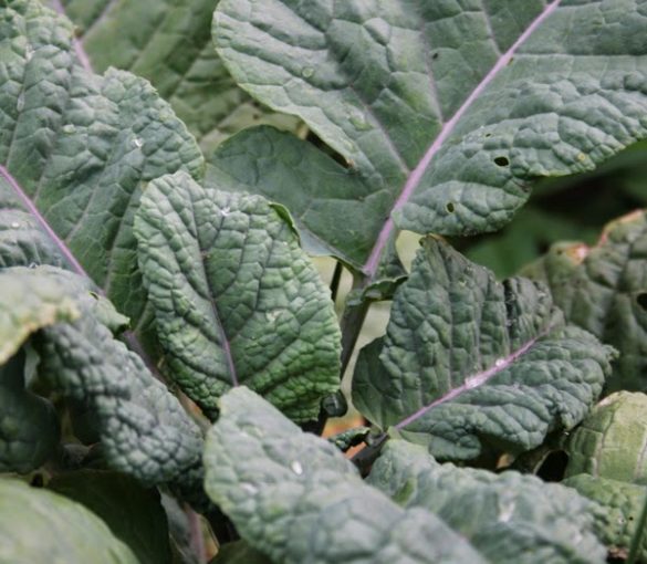 Ethiopian Kale: A Tougher Breed of Kale | The Survival Gardener