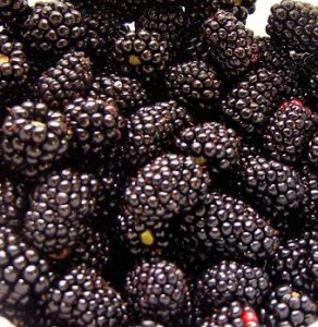Growing Raspberries and Blackberries in Florida | The Survival Gardener