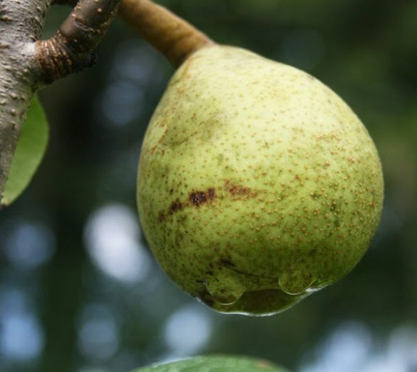 Where to Find Sand Pear Trees | The Survival Gardener