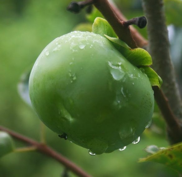 One of the best fruit trees for Florida | The Survival Gardener