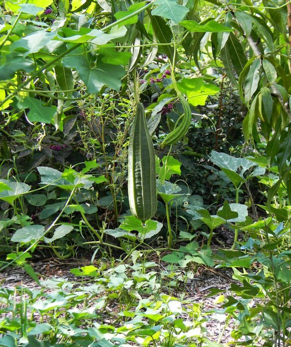 Growing angle gourds: an impressive cucumber-like fruit | The Survival ...