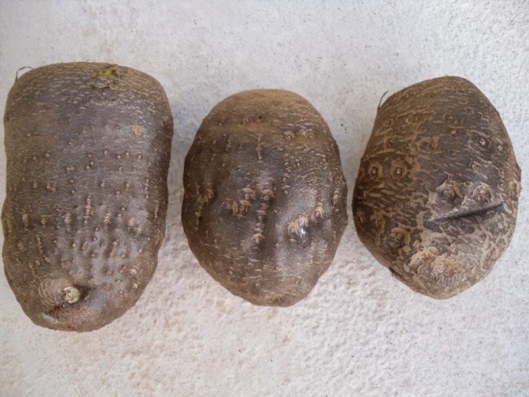 Edible Dioscorea bulbifera | The Survival Gardener