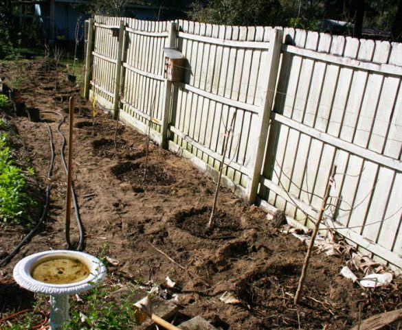 Our mini apple orchard IN FLORIDA! | The Survival Gardener