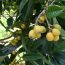 Protecting loquat fruit from frost | The Survival Gardener