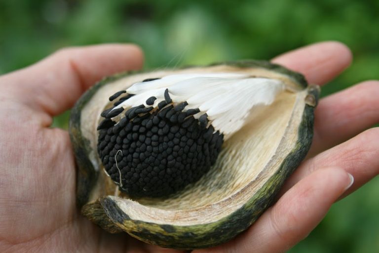 Stunning Milkweed Strangler Vine Pods | The Survival Gardener