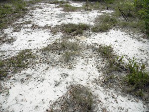 When Life Gives You Scrubland, Plant an Amazing Permaculture Garden ...
