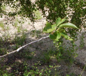 Where to Find Sand Pear Trees | The Survival Gardener