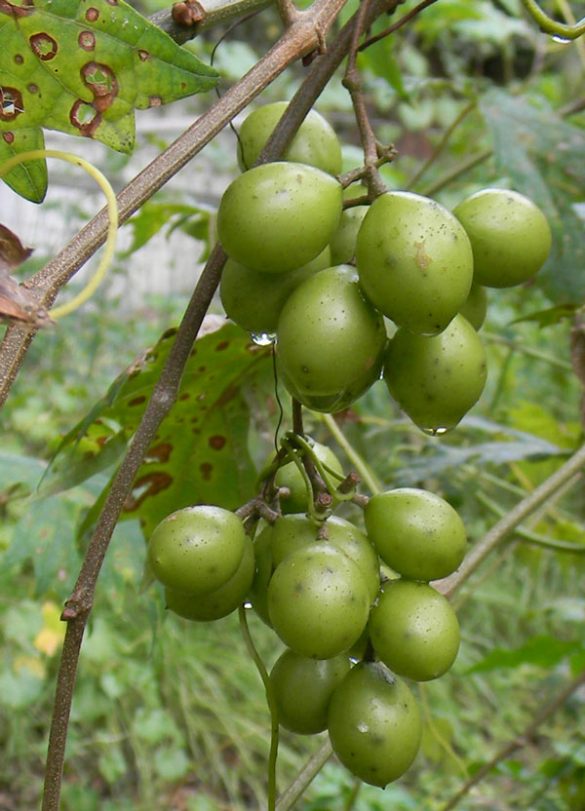 How To Grow Muscadine Grapes | The Survival Gardener