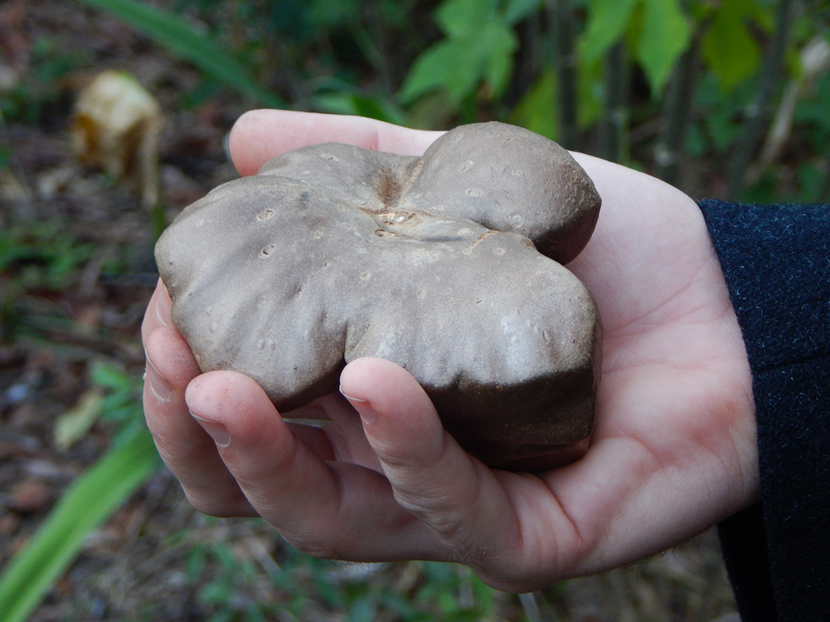 Edible Dioscorea bulbifera | The Survival Gardener