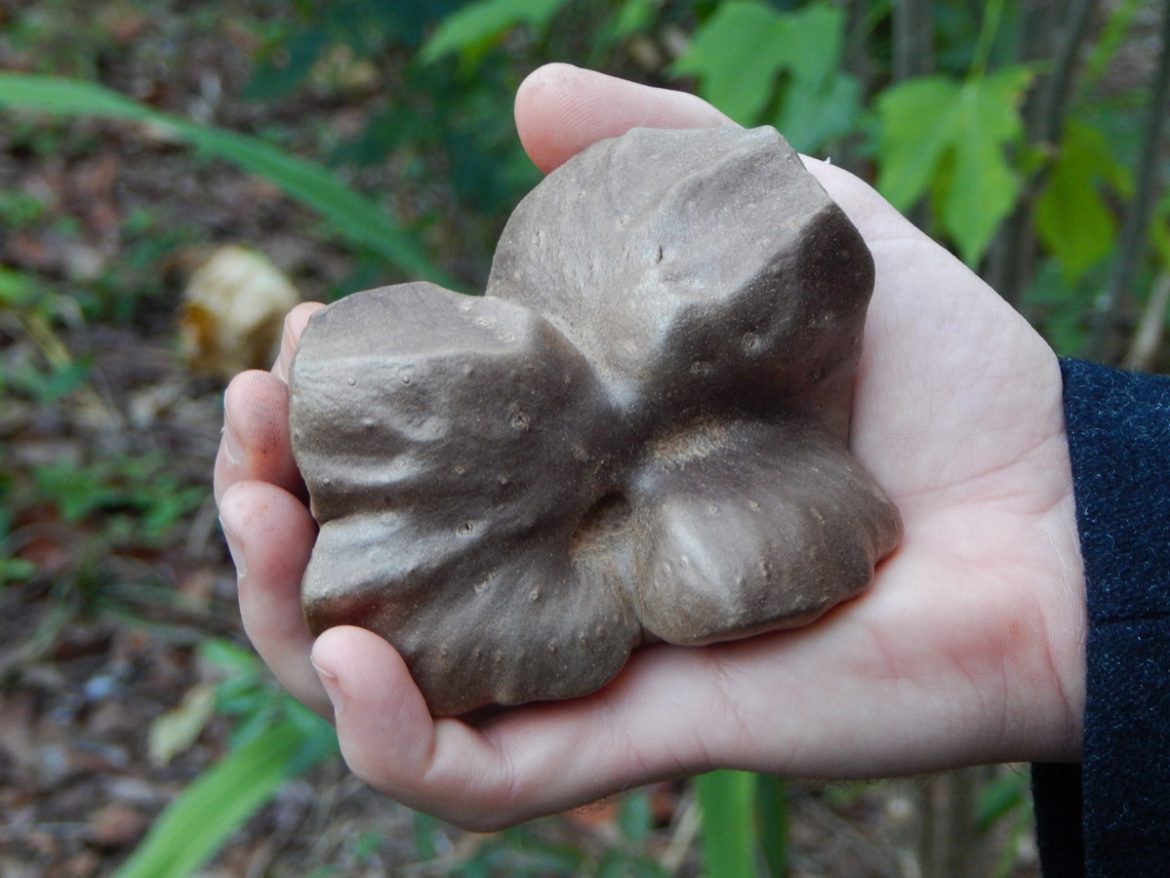 Edible Dioscorea bulbifera | The Survival Gardener