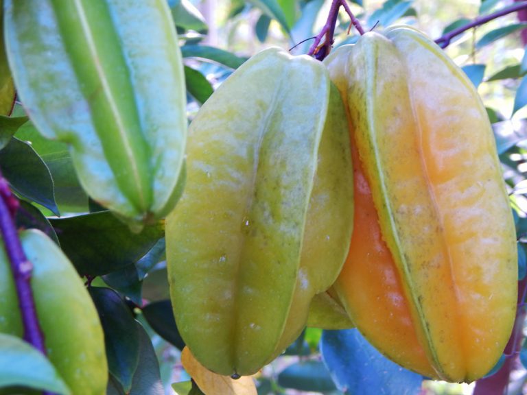 How to Make Star Fruit Jam (Recipe!) | The Survival Gardener