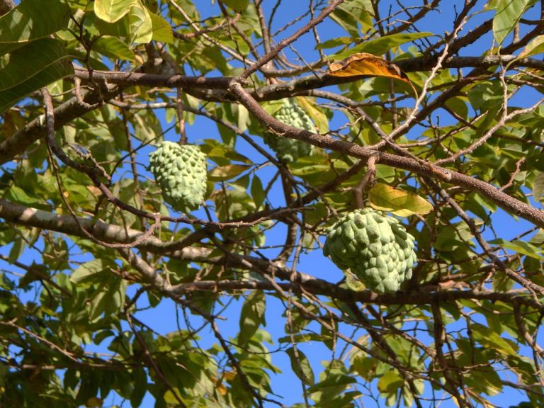 Visiting The Fruit and Spice Park | The Survival Gardener