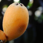 Early Loquat Fruit | The Survival Gardener