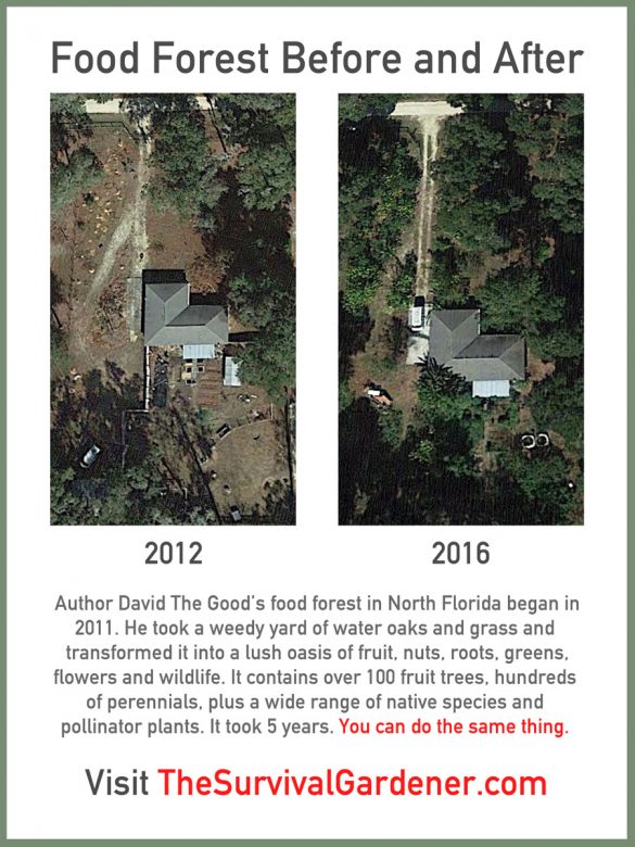 Food Forest Before and After: Overhead Edition | The Survival Gardener