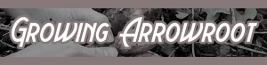 Growing Arrowroot | The Survival Gardener