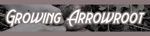 Growing Arrowroot | The Survival Gardener