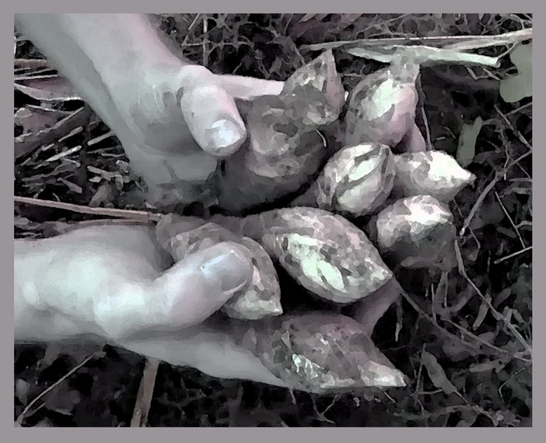 Growing Arrowroot | The Survival Gardener