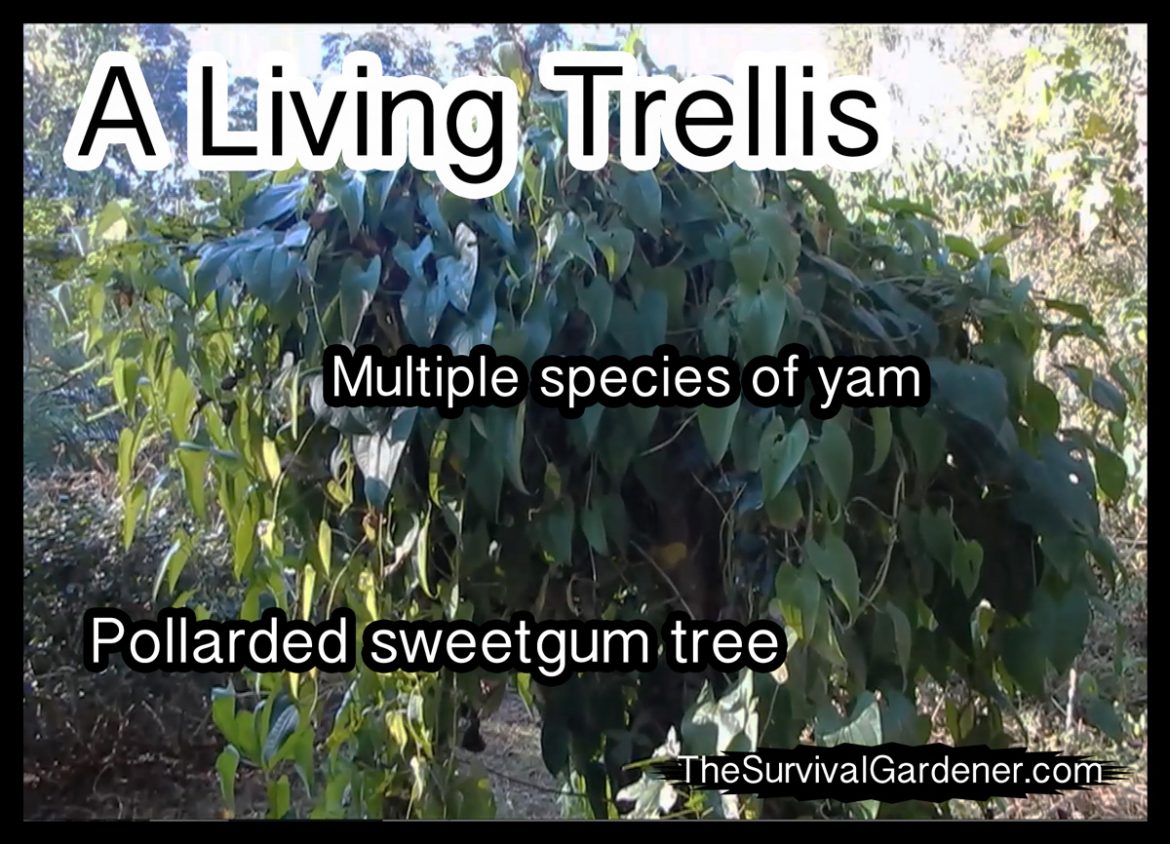 How To Grow Yams | The Survival Gardener