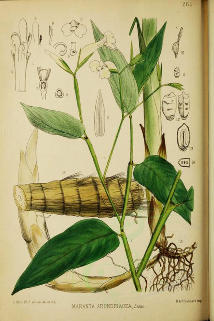 Growing Arrowroot | The Survival Gardener