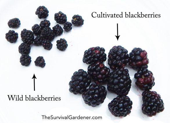 Growing Raspberries and Blackberries in Florida | The Survival Gardener