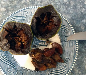 Can You Grow Black Sapote From Seed... and will it make GOOD fruit?? | The Survival Gardener