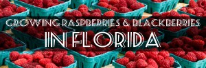 Growing Raspberries and Blackberries in Florida | The Survival Gardener