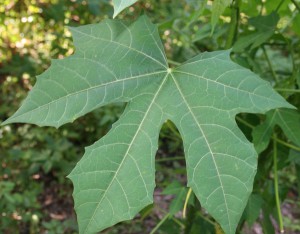 Varieties of Chaya | The Survival Gardener