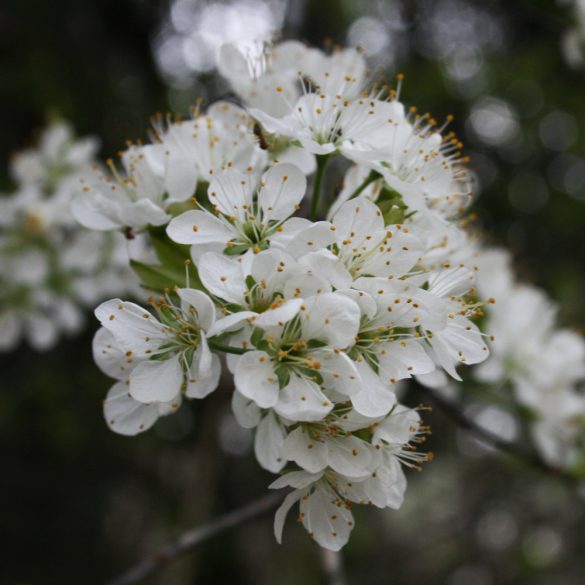 The Most Wonderful Time of the Year | The Survival Gardener