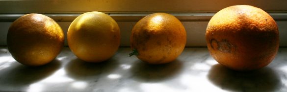 The Marvelous Citrus of Spring | The Survival Gardener