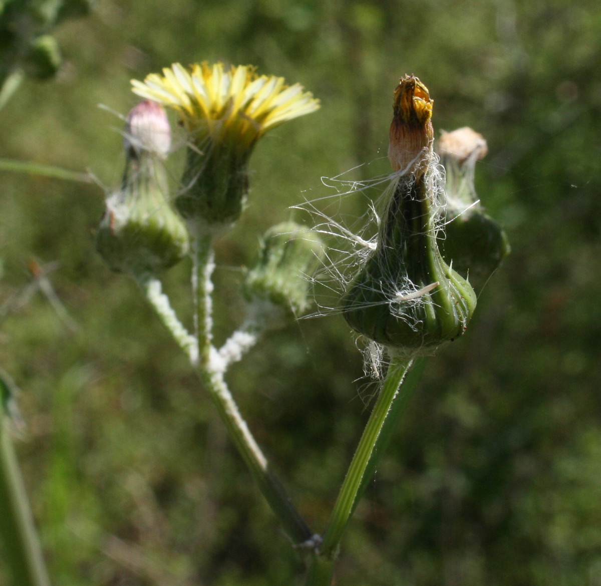 The Most Wonderful Time of the Year | The Survival Gardener