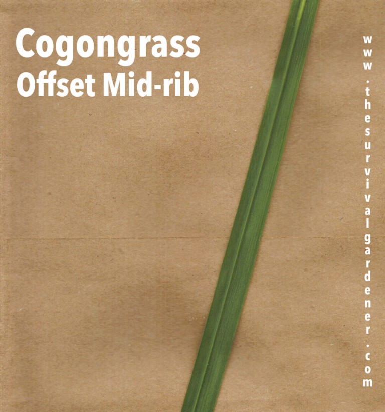 How To Identify Cogongrass - the WORST Invasive Plant! | The Survival ...