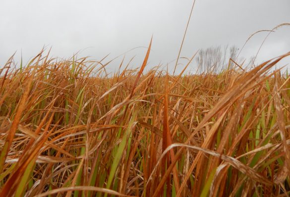 How To Identify Cogongrass - the WORST Invasive Plant! | The Survival ...