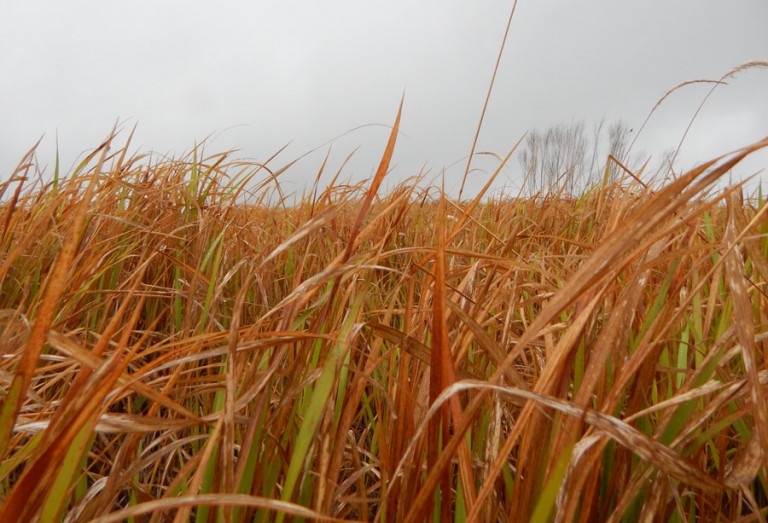 How To Identify Cogongrass - the WORST Invasive Plant! | The Survival ...