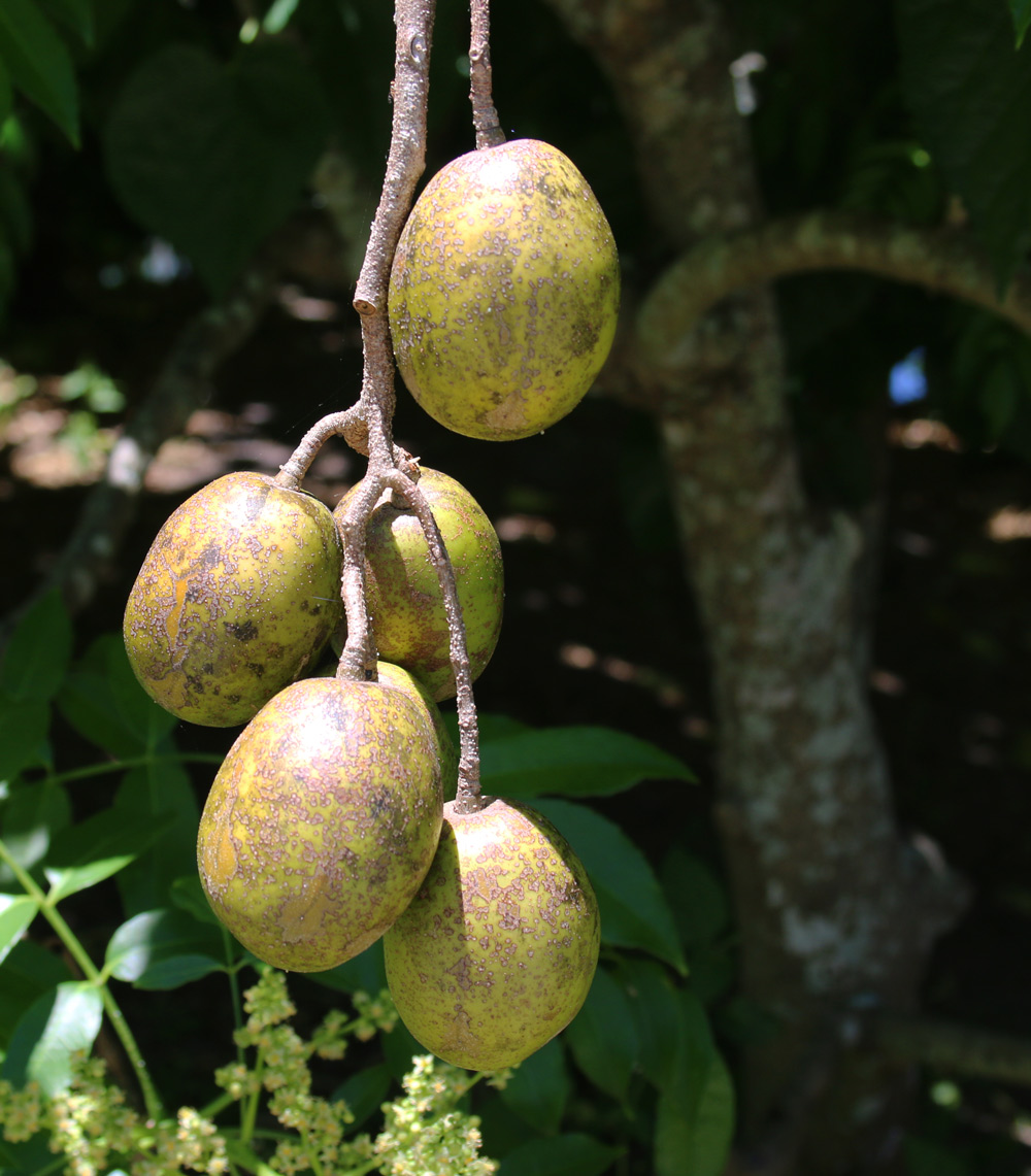 Spondias dulcis: The June Plum | The Survival Gardener