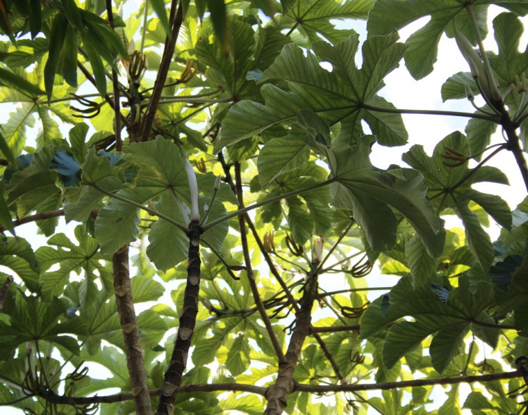 The Oh-So-Useful Cecropia Tree | The Survival Gardener