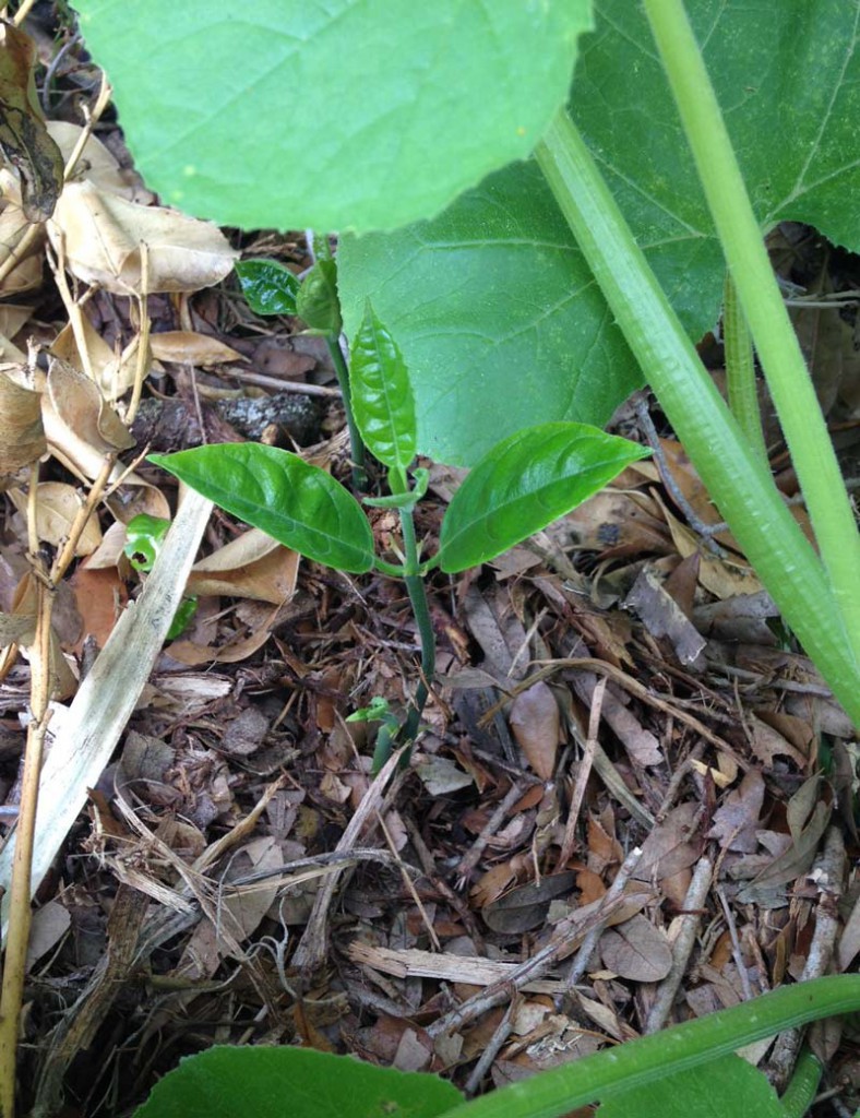 Growing Jackfruit in North Florida? | The Survival Gardener