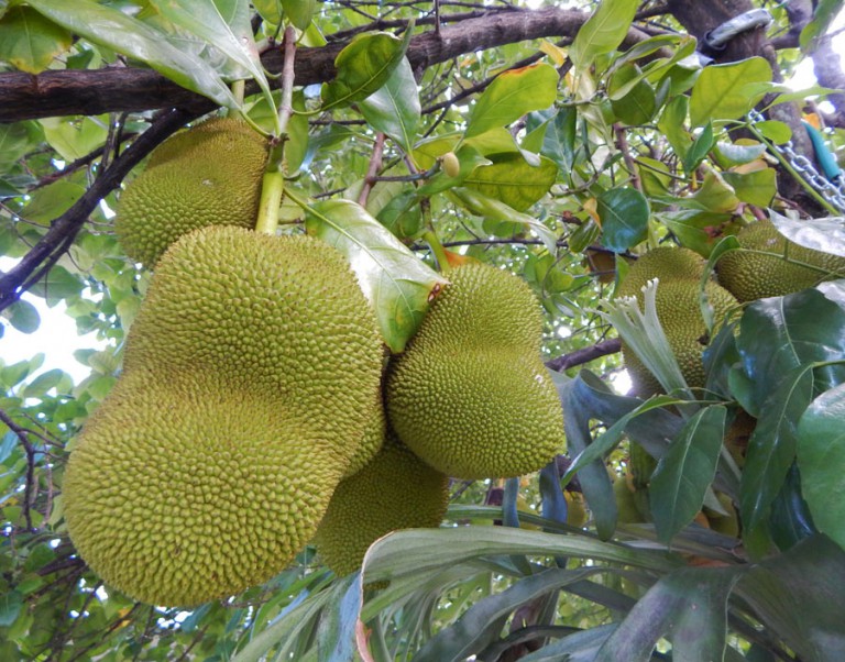 Growing Jackfruit in North Florida? | The Survival Gardener