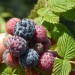 Mysore Raspberries Taste Bland? | The Survival Gardener