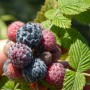 Mysore Raspberries Taste Bland? | The Survival Gardener