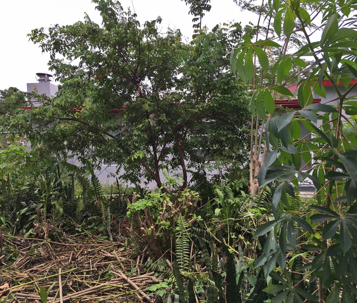 Updates from The Great South Florida Food Forest Project: Fall 2016 ... Updates from The Great South Florida Food Forest Project: Fall 2016 ...