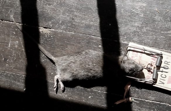 Making a Delicious Rat Meal | The Survival Gardener